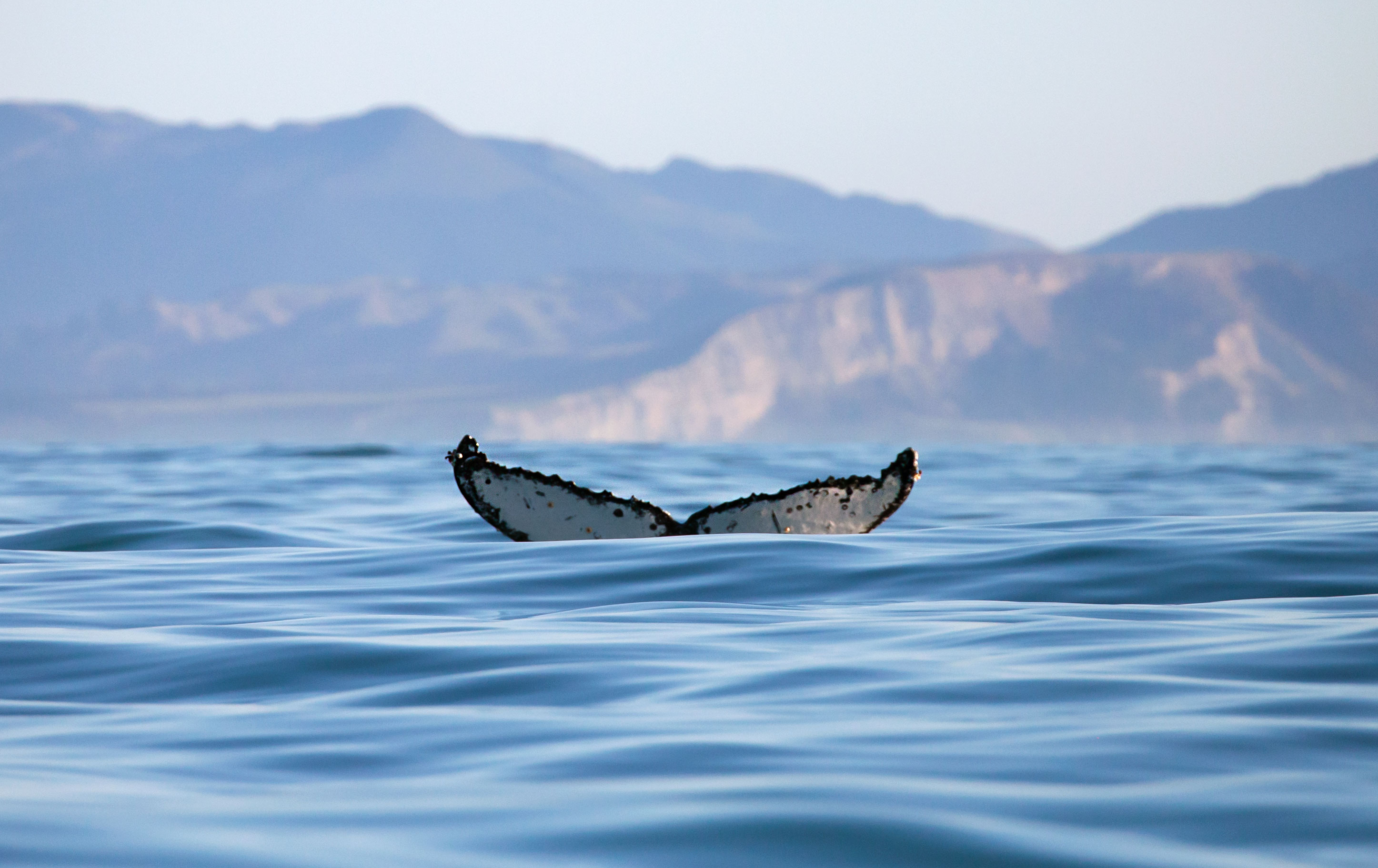 Back with a splash! – Kaikōura Ocean Research Institute Incorporated